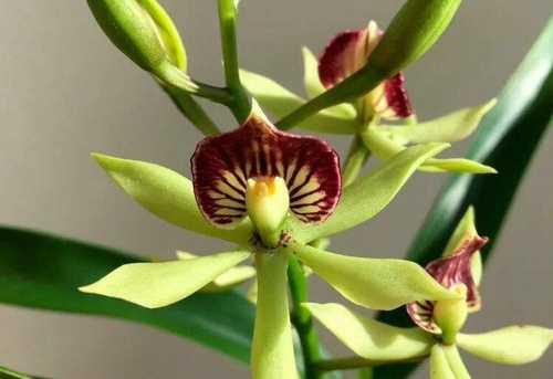 Орхидея Энциклия кохлеата (Encyclia cochleata)