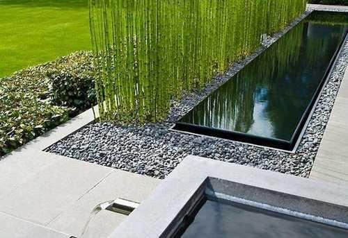 Карликовый бамбук для водоема и украшения сада