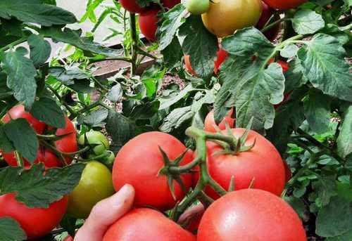 Рассада крупноплодных томатов для теплицы