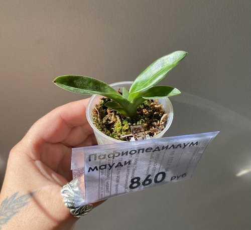 Орхидея пафиопедилум мауди