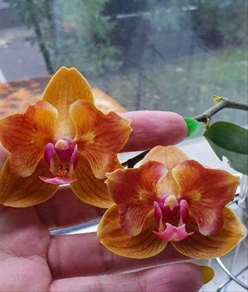 Орхидея фаленопсис lucky cat бабочка
