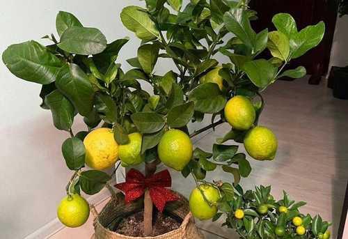 Лимон лимонное дерево подарок на новый год