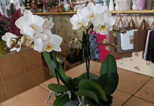 Орхидея фаленопсис мини 1st