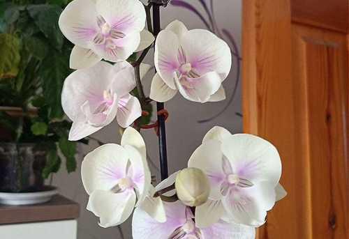 Орхидея фаленопсис Биг Лип в ассортименте