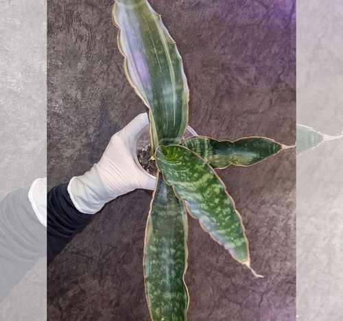 Sansevieria Dragon Green White var