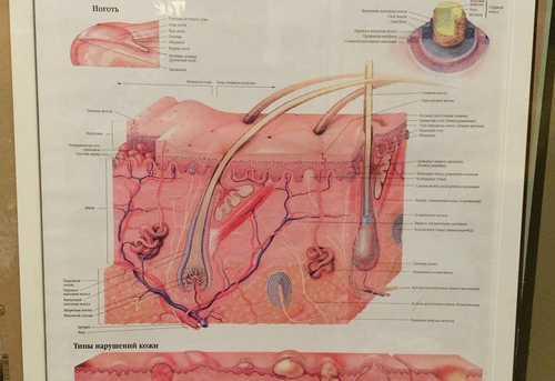 Плакат обучающий кожа волосы
