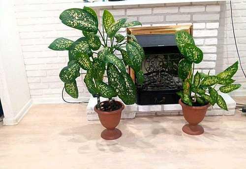 Дифенбахия. Комнатные растения для дома и офиса