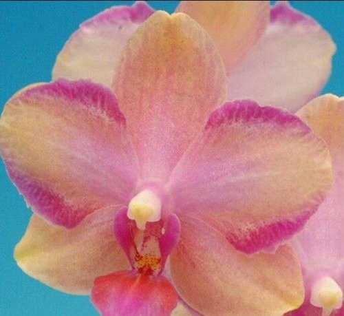 Орхидея фаленопсис Азия подростки нецветущие