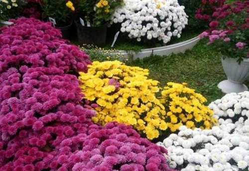 Черенки хризантемы мультифлора, корейка