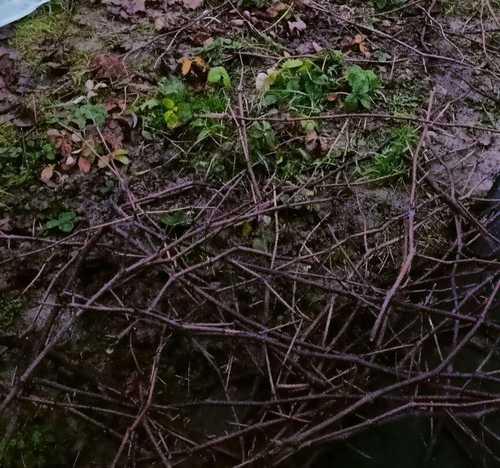 Черенки винограда Маркет, Саперави