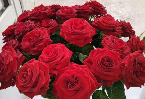 Розы Красные Бархатные