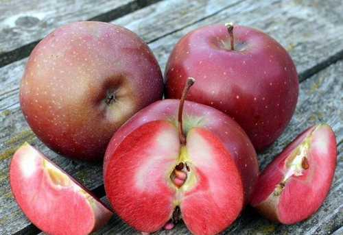 Яблоня сортовая Ред Кетти (красная мякоть) саженцы