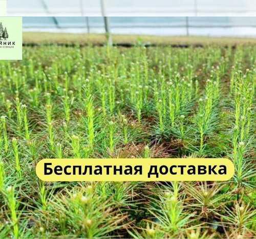 Сосна Обыкновенная/Pinus sylvestris