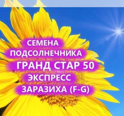 Семена подсолнечника Гранд Стар 50 Гибрид, Челябин