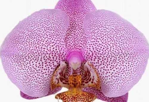 Орхидея фаленопсис,Манхэттен