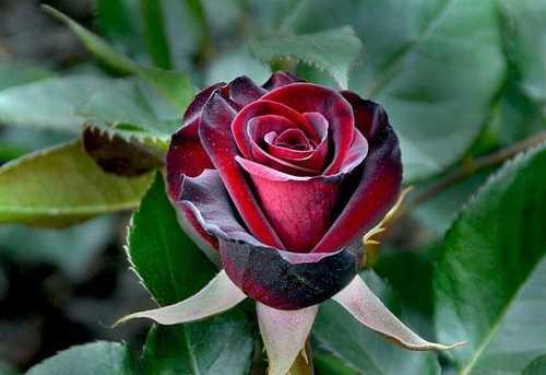 Красивые розы "блэк баккара" саженцами