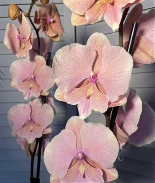 Орхидея фаленопсис Осенний ветер