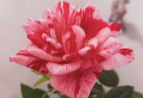 Розы бенгальские и домашние