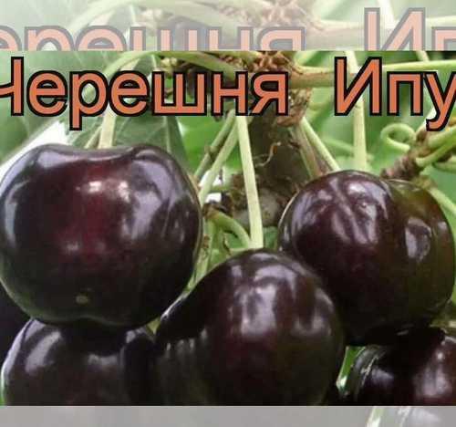 Черешня Ипуть