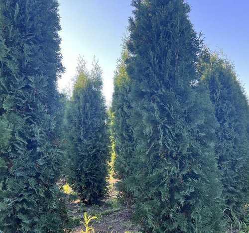 Крупномер туя Западная Колоновидная 410см