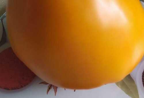 Продам излишки рассады томатов лискин нос