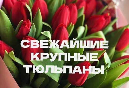 Крупные тюльпаны с доставкой в Ростове
