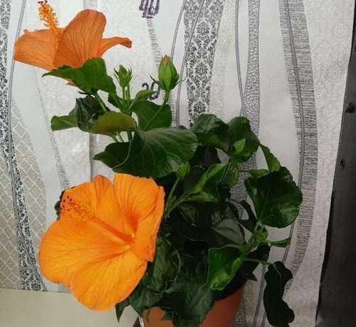 Гибискус оранжевый, комнатные цветы