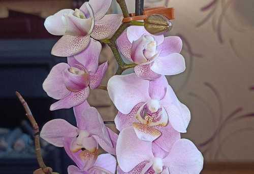 Орхидея фаленопсис мультифлора. Отцветает