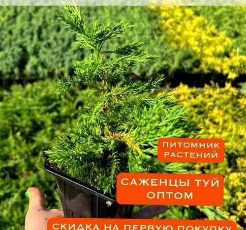 Черенки туи смарагд опт