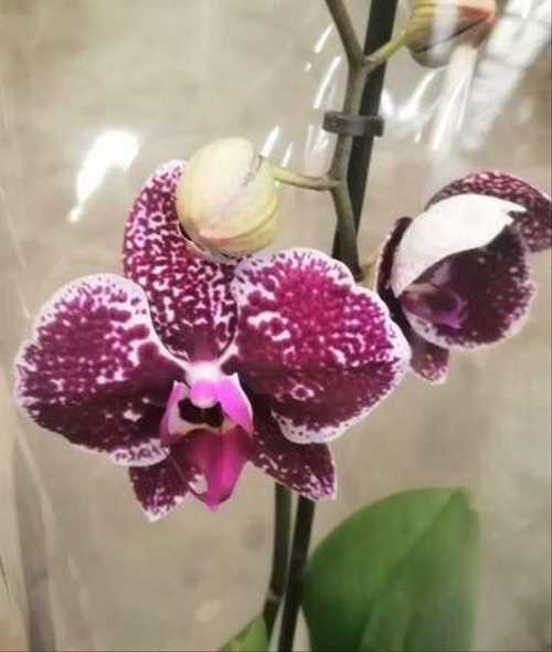 Фаленопсис гибрид 730 орхидея