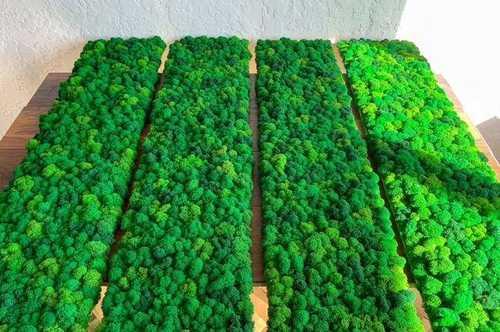 Панно панели озеленение мох стабилизированный