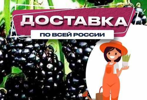 Саженцы ежевики "Небеса"