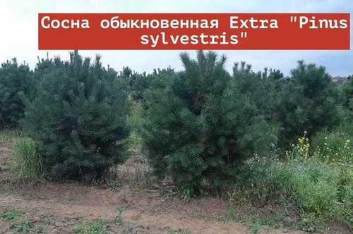 Сосна обыкновенная Extra Pinus sylvestris Ком 250