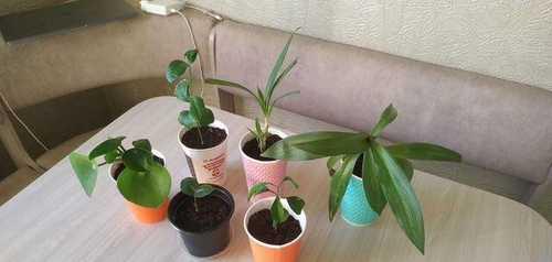 6 растений драцена замиокулькас пилея и др