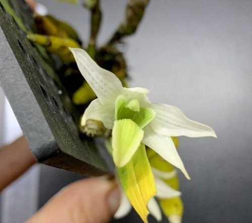 Орхидея Dendrobium scabrilingue