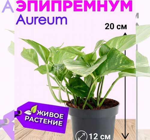 Эпипремнум Aureum, Гор12, Выс20 комнатное растение