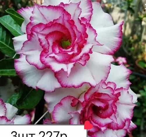 Семена адениума сортовые