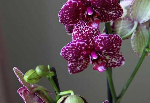 Орхидея дикий кот фаленопсис