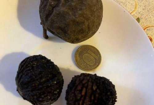 Семена черного ореха