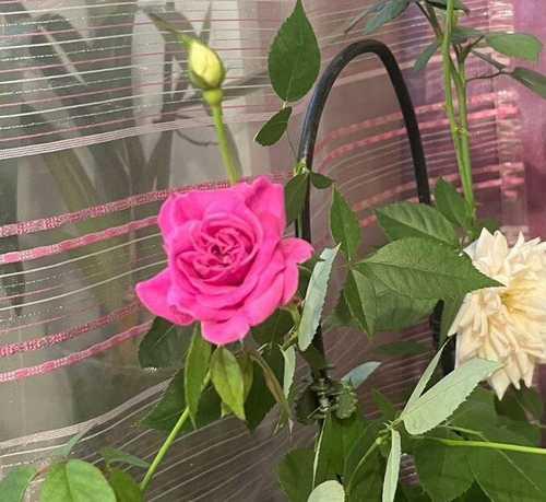 Бенгальская роза (комнатная)