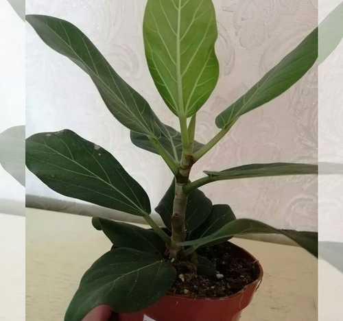 Фикус Ficus Beng Audrey