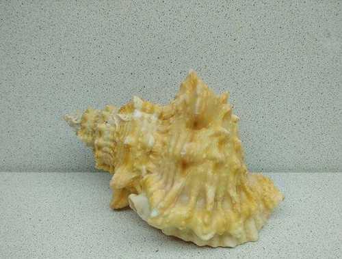 Бурса Лиссостома 12, 5 морская ракушка раковина