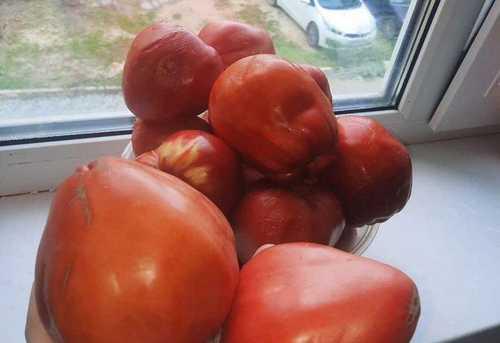 Семена сортовых биф томатов