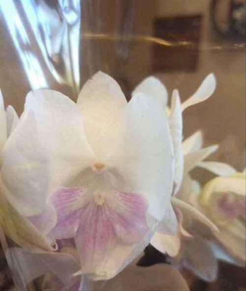 Орхидея фаленопсис Биг-Лип