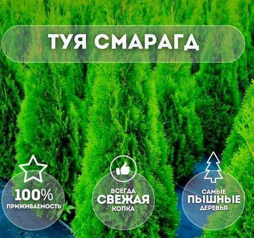 Туи смарагд оптом