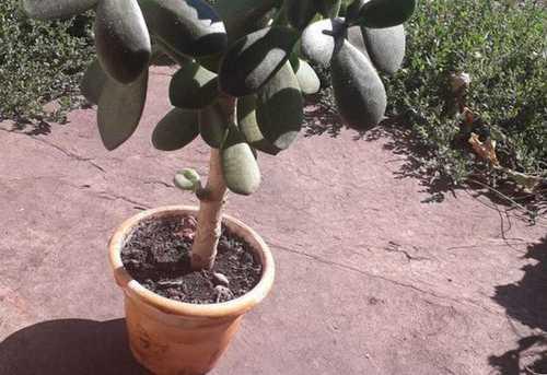 Денежное дерево Crassula ovata, толстянка овальная