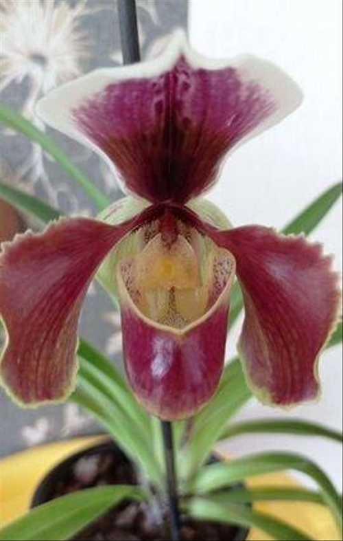 Орхидея пафиопедилум (Венерин Башмачок)