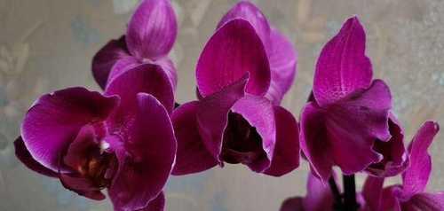 Орхидея фаленопсис пелорик мутант
