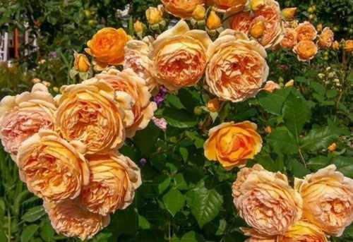 Саженцы чайно-гибридных роз