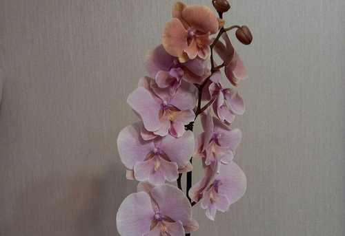 Орхидея фаленопсис биг лип Осенний Ветер